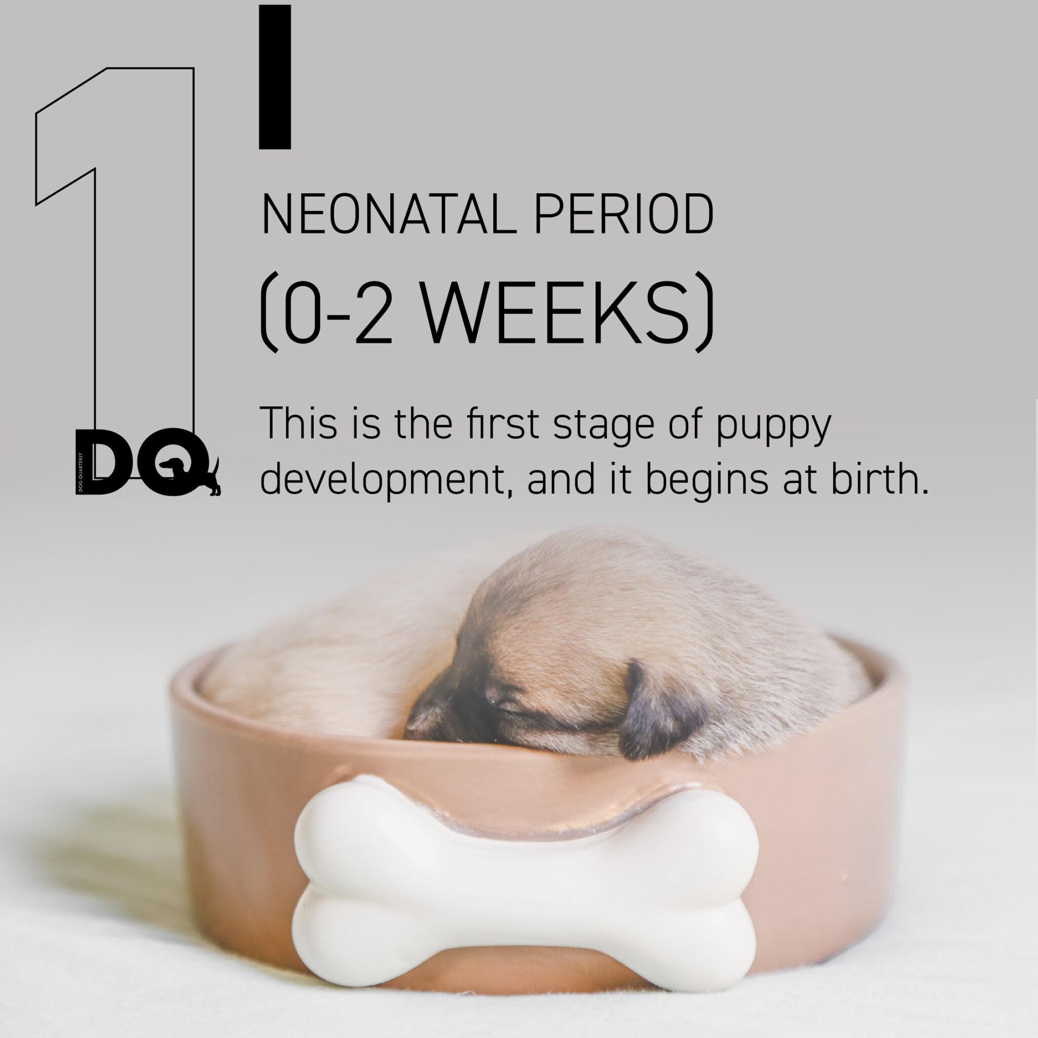 THE STAGES OF PUPPY DEVELOPMENT | DQ Magazine