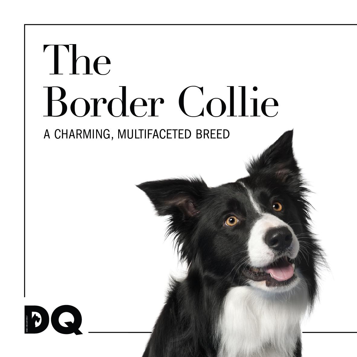 Breed profile: The Border Collie - DQ Magazine