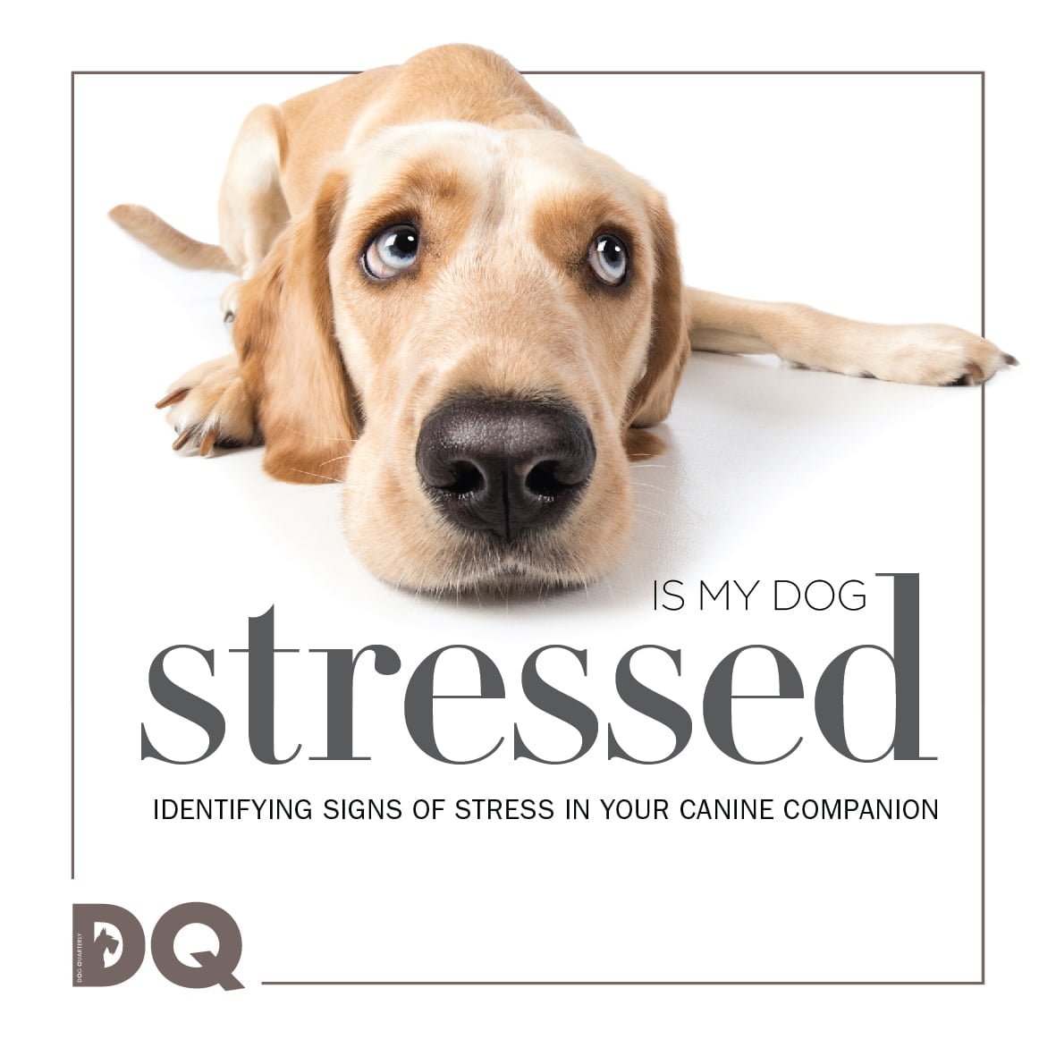 Identifying signs of stress in your canine companion - DQ Magazine