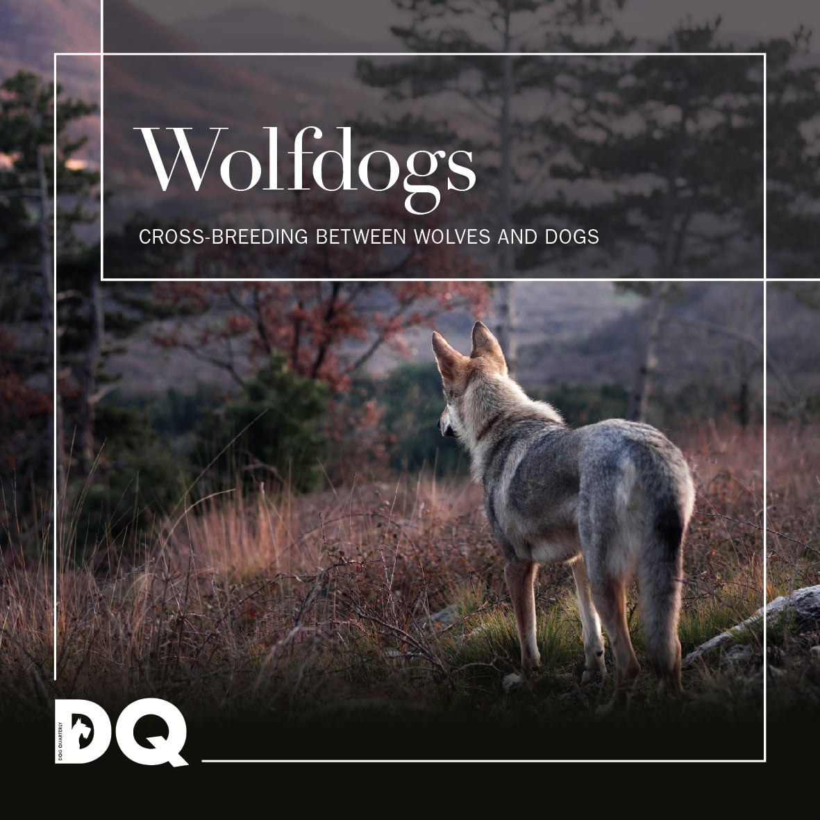 WOLFDOGS - DQ Magazine