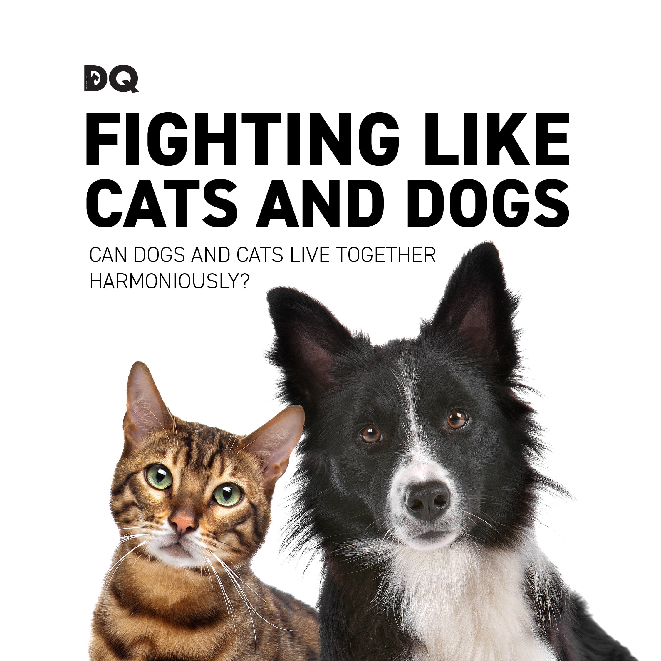 FIGHTING LIKE CATS AND DOGS - DQ Magazine