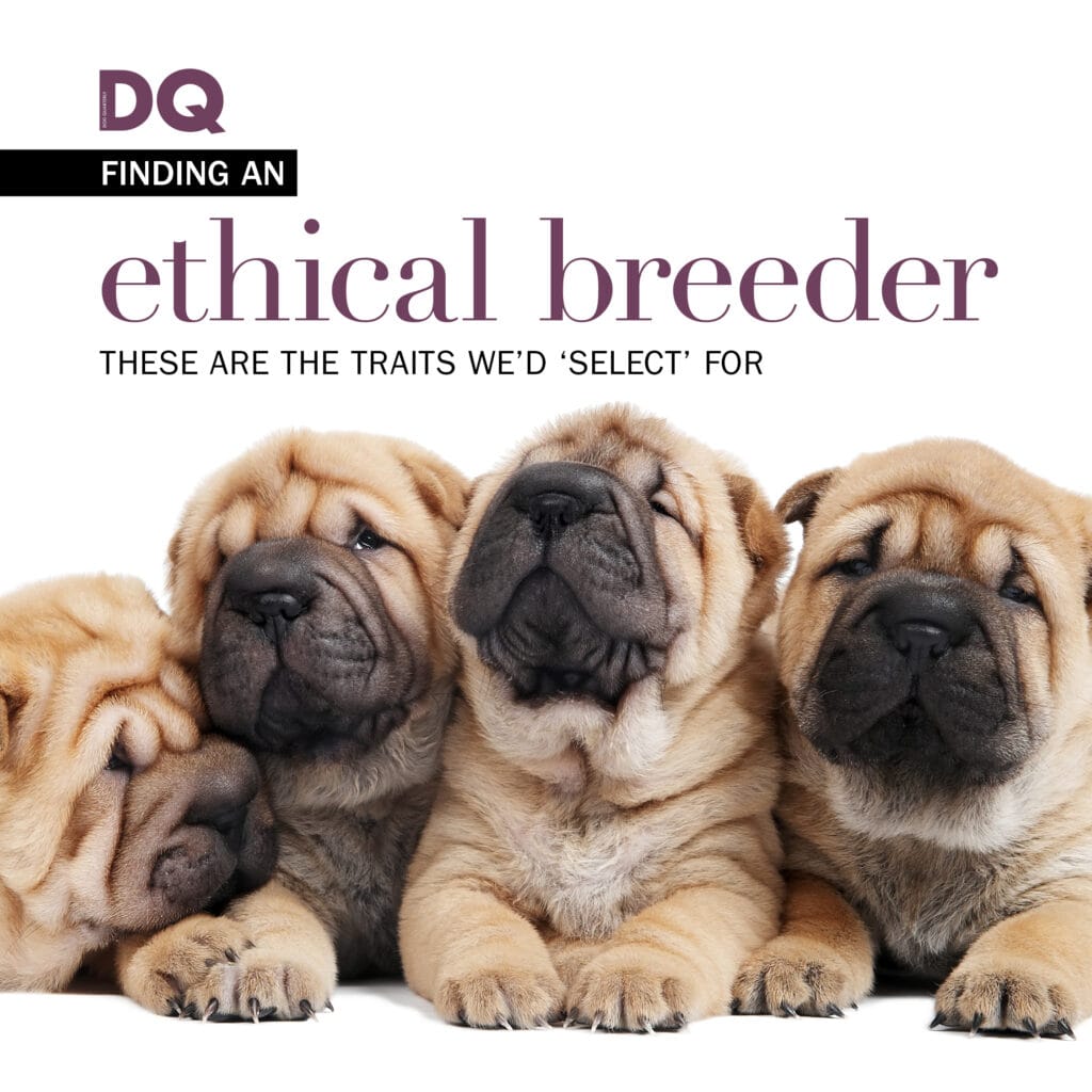 FINDING AN ETHICAL BREEDER - THE TRAITS WE'D 'SELECT' FOR - DQ Magazine