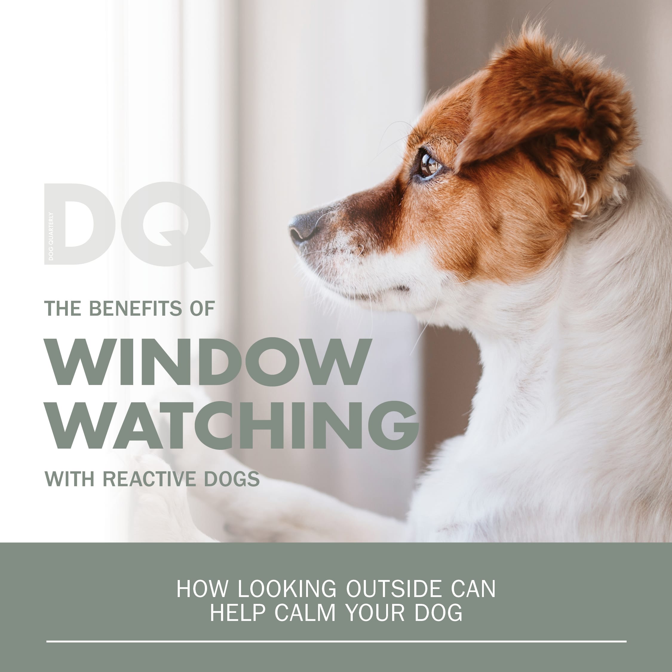 THE BENEFITS OF WINDOW WATCHING WITH REACTIVE DOGS - DQ Magazine