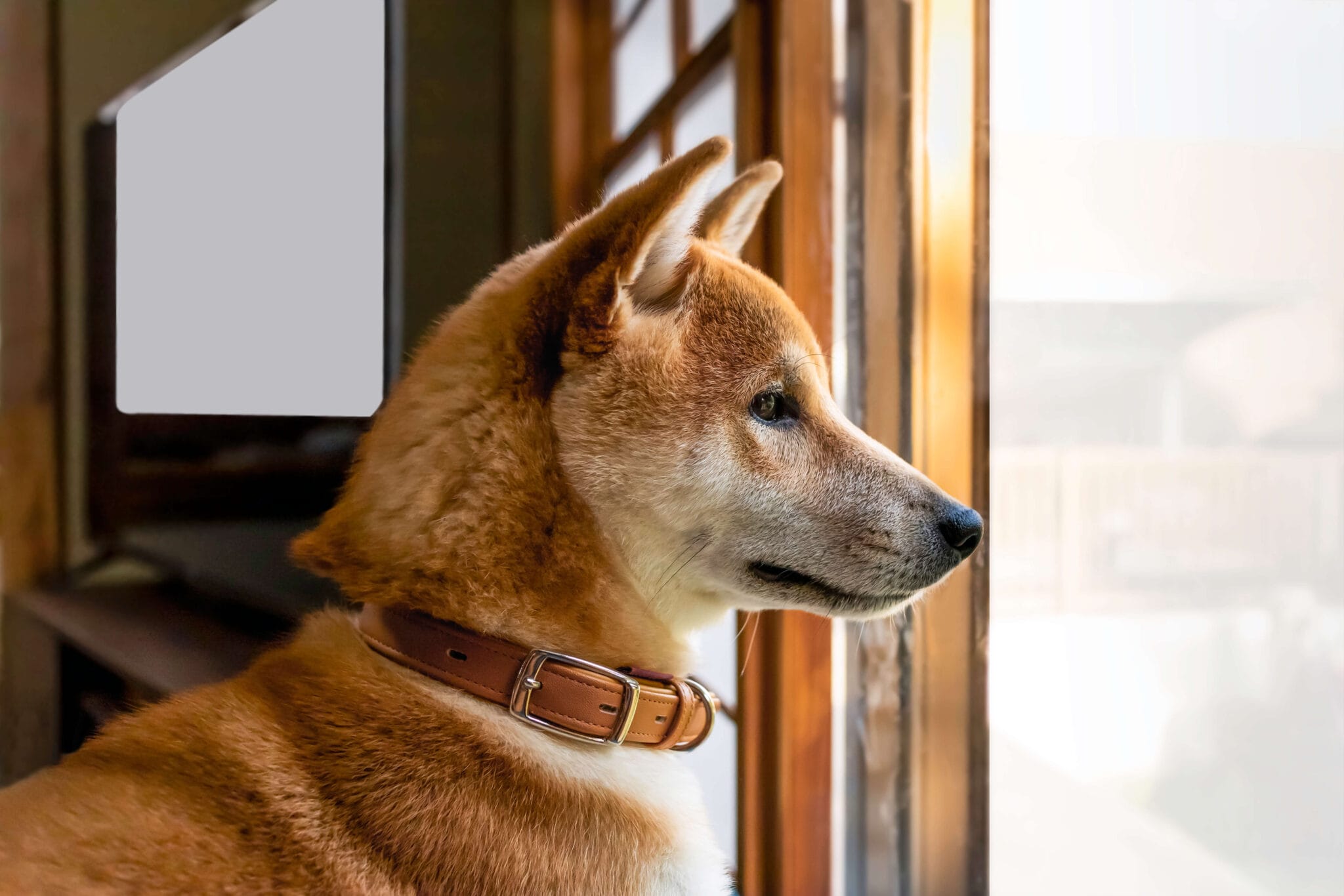 THE BENEFITS OF WINDOW WATCHING WITH REACTIVE DOGS | DQ Magazine