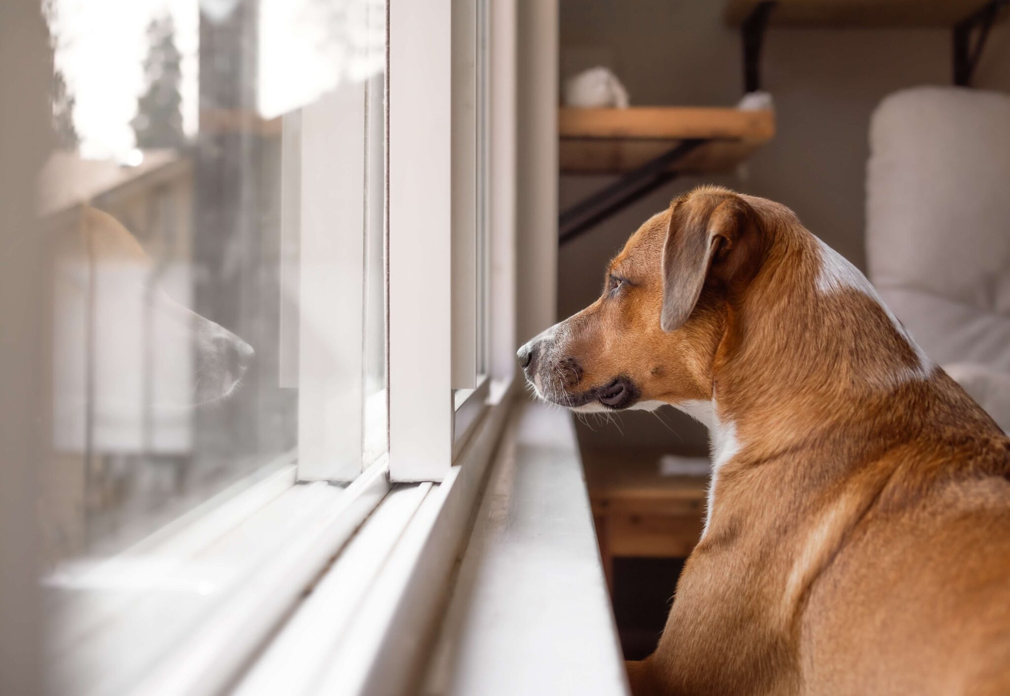 THE BENEFITS OF WINDOW WATCHING WITH REACTIVE DOGS | DQ Magazine