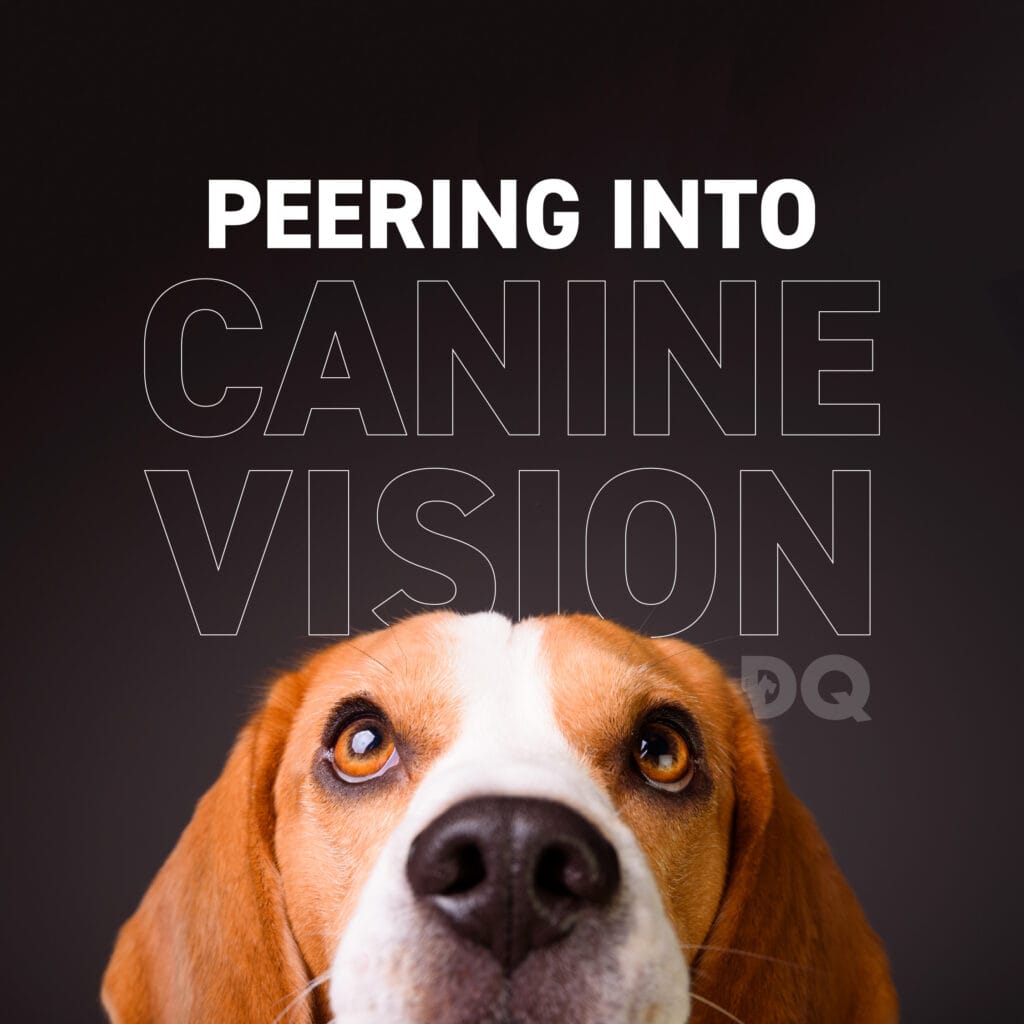 UNDERSTANDING THE ANATOMY AND FUNCTION OF A DOG'S EYE | DQ Magazine