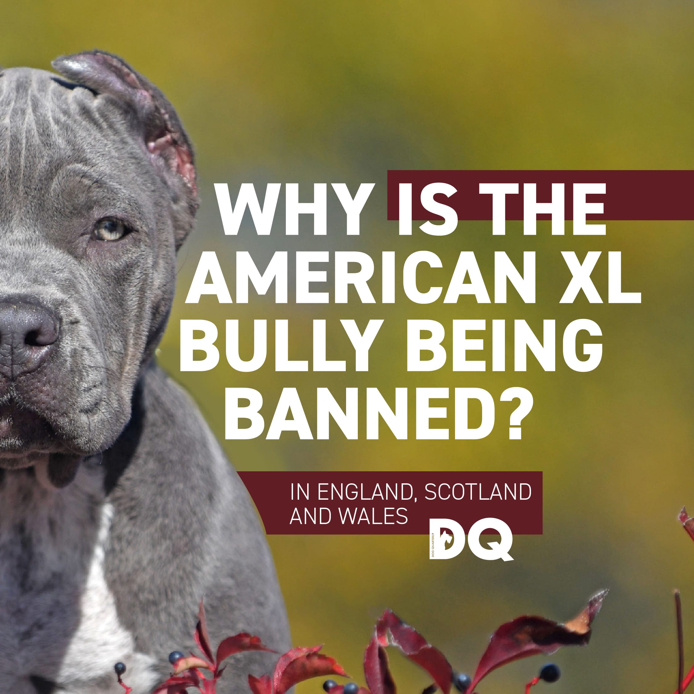 WHY IS THE AMERICAN XL BULLY BEING BANNED IN ENGLAND, SCOTLAND AND ...