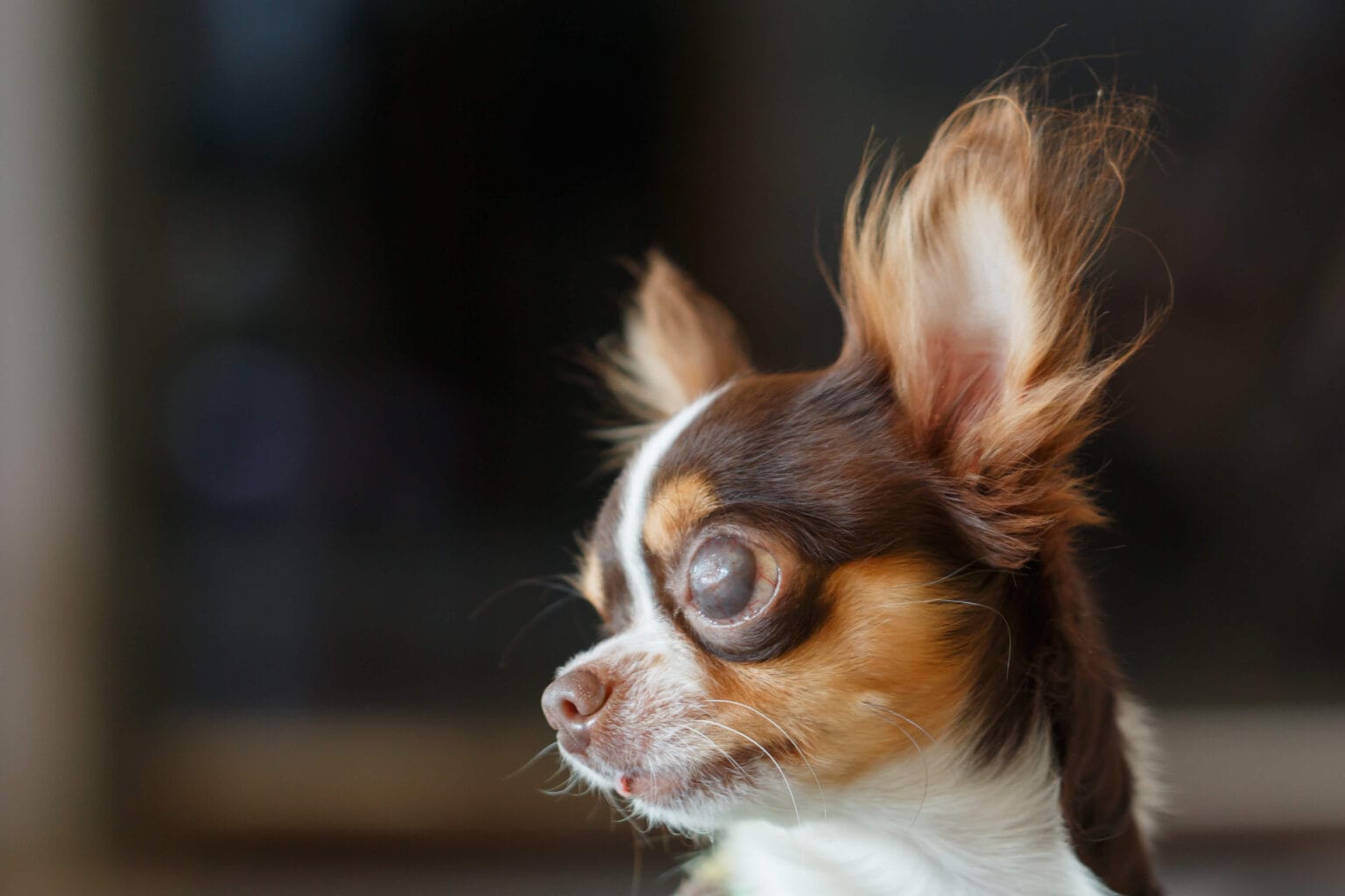 UNDERSTANDING CANINE CATARACTS | DQ Magazine