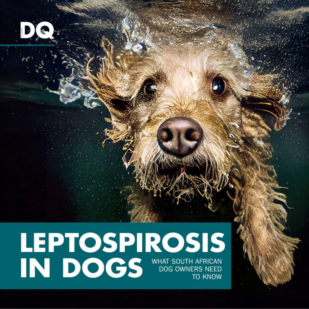 LEPTOSPIROSIS IN DOGS - WHAT SA DOG OWNERS NEED TO KNOW | DQ Magazine