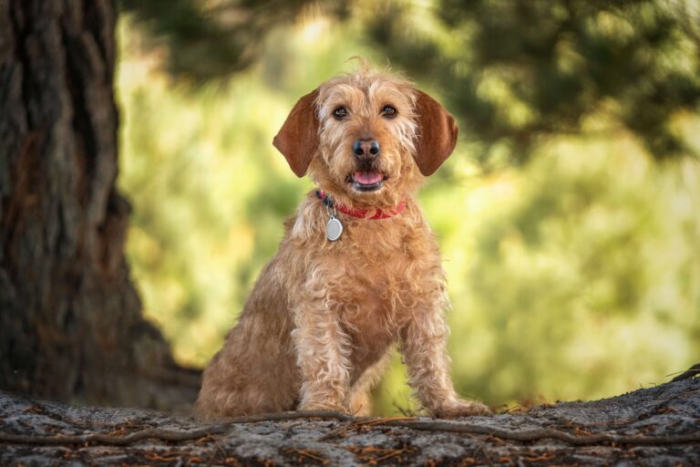 Three new breeds join in the AKC Registry for 2026 | DQ Magazine